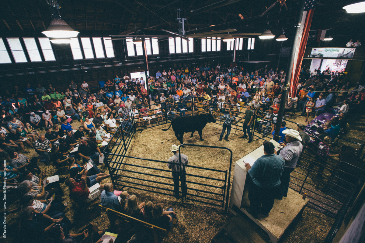 Northern Wisconsin State Fair Cattle Auction-7517 | Dewitz Photography ...